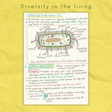 Diversity In The Living World Grade 11 Color Handwritten Notes [PDF ...