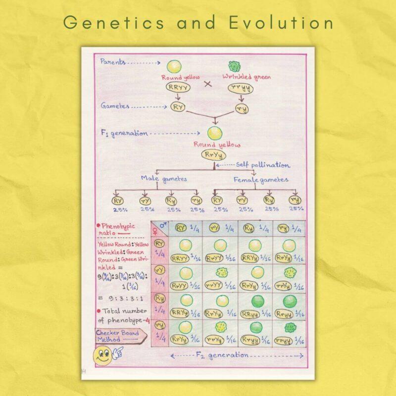 Genetics and Human Evolution (Biology Grade 12) Color Handwritten Notes ...