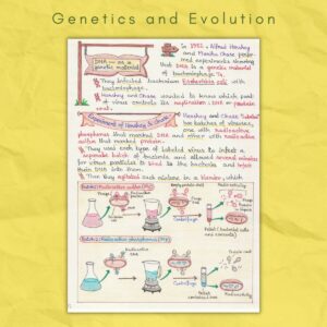 Genetics and Human Evolution (Biology Grade 12) Color Handwritten Notes ...