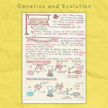 Genetics and Human Evolution (Biology Grade 12) Color Handwritten Notes ...