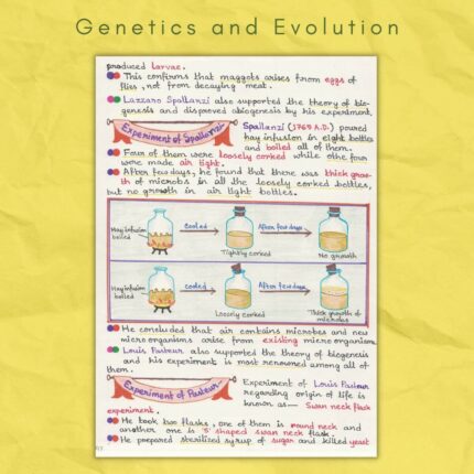 Genetics and Human Evolution (Biology Grade 12) Color Handwritten Notes ...