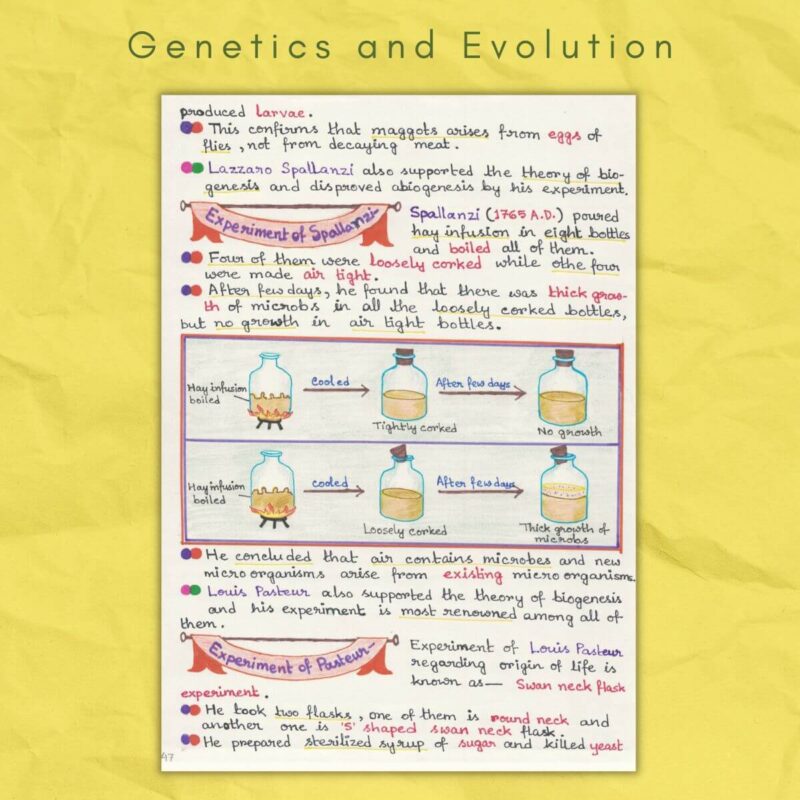 Genetics and Human Evolution (Biology Grade 12) Color Handwritten Notes ...