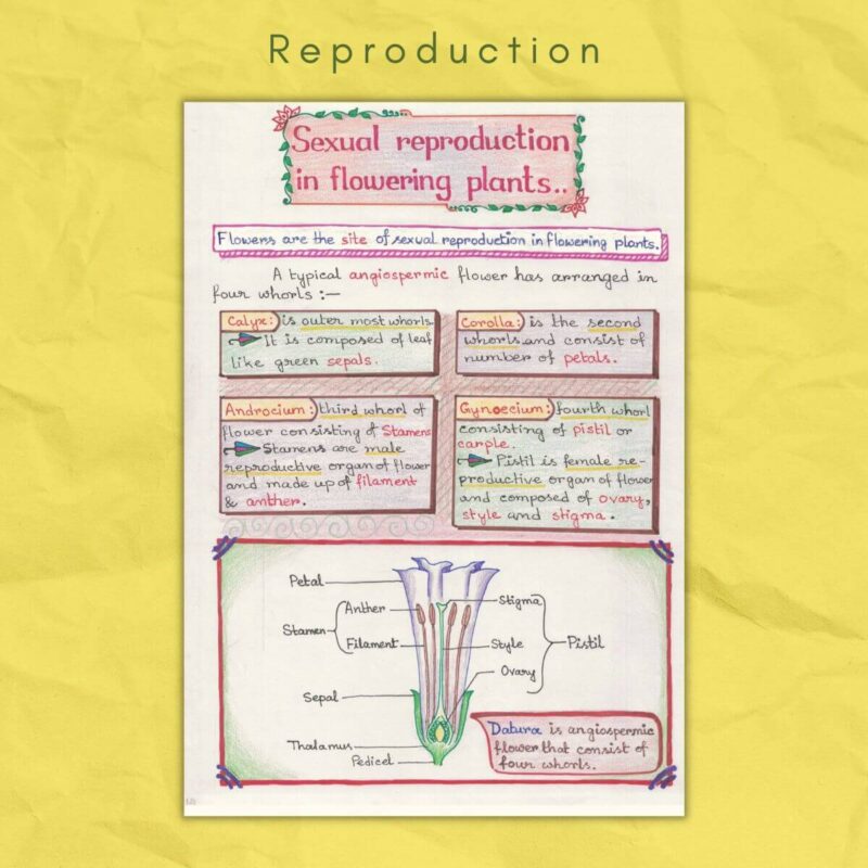 Human Reproduction (Biology Grade 12) Color Handwritten Notes [PDF ...