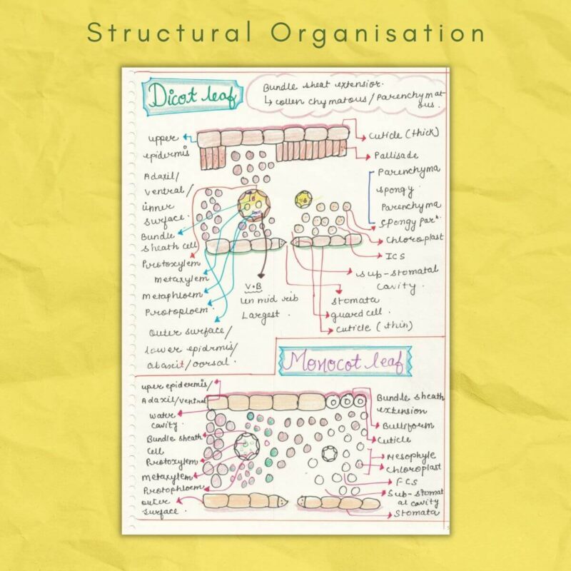 Structural Organisation in Animals Class 11 Notes - Download Now!