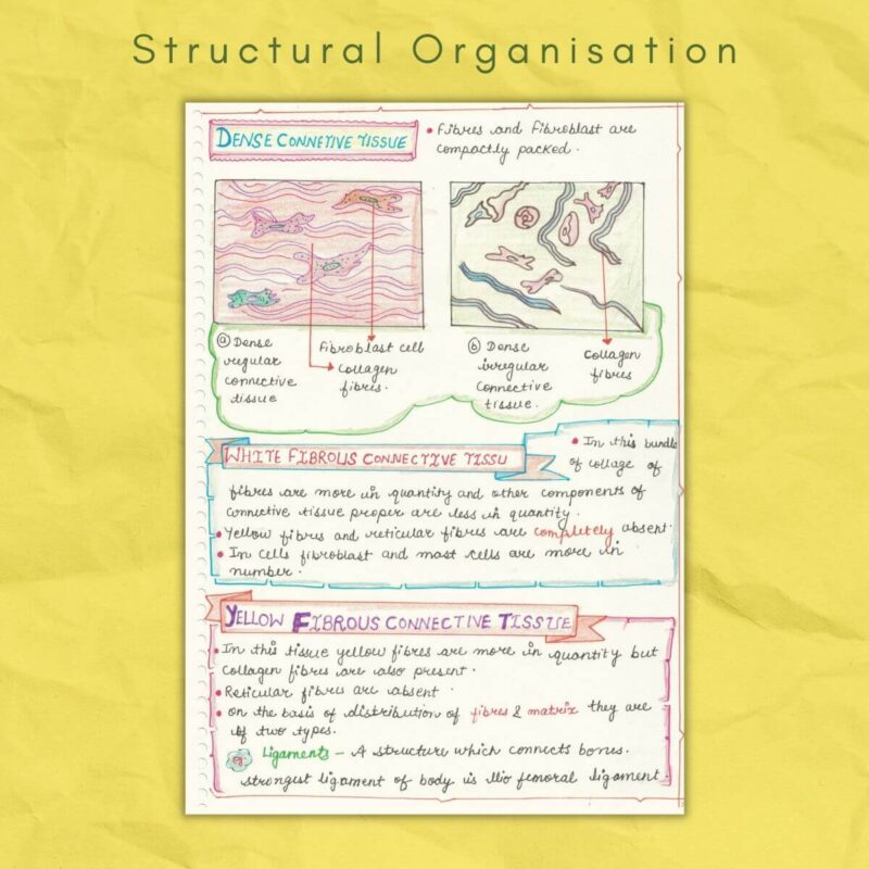 Structural Organization In Animals Grade 11 Color Handwritten Notes ...