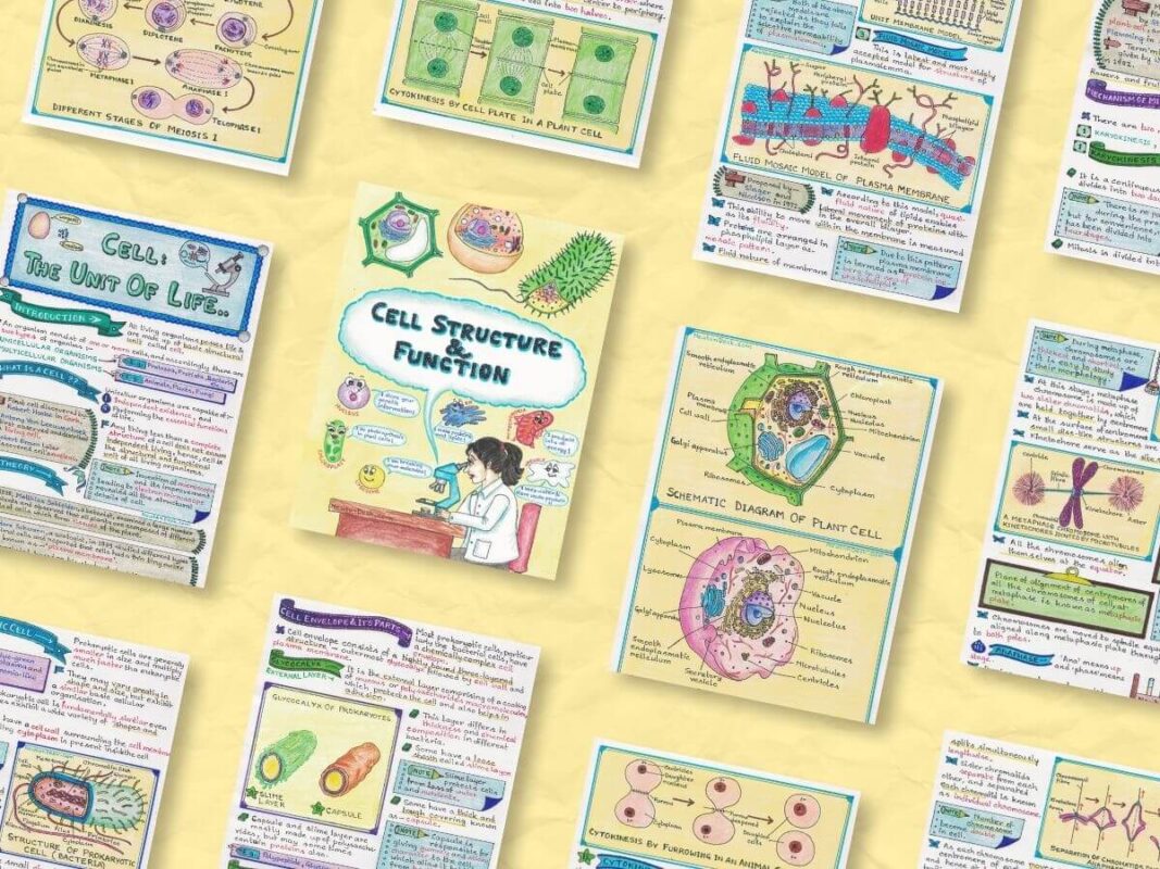 Cell Structure and Function (Cell Biology) Aesthetic Notes [PDF ...