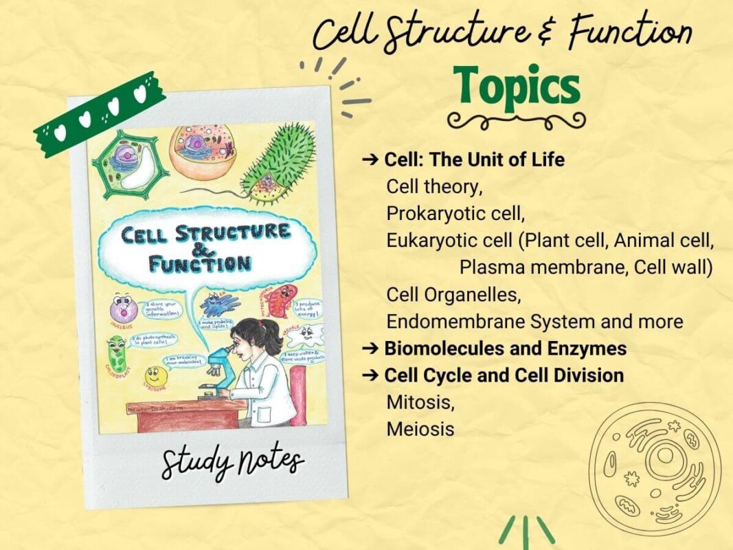 Cell Structure and Function (Cell Biology) | Aesthetic Study Notes ...