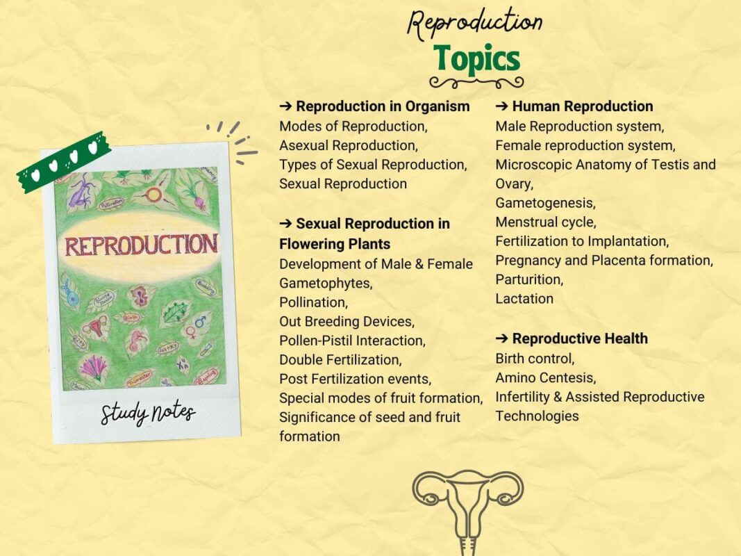 Human Reproduction | Sexual and Asexual | Male and Female Reproductive ...